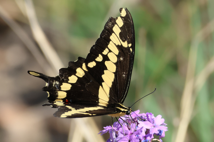 Western Giant Swallowtail from Edwards County, TX, USA on March 31 ...