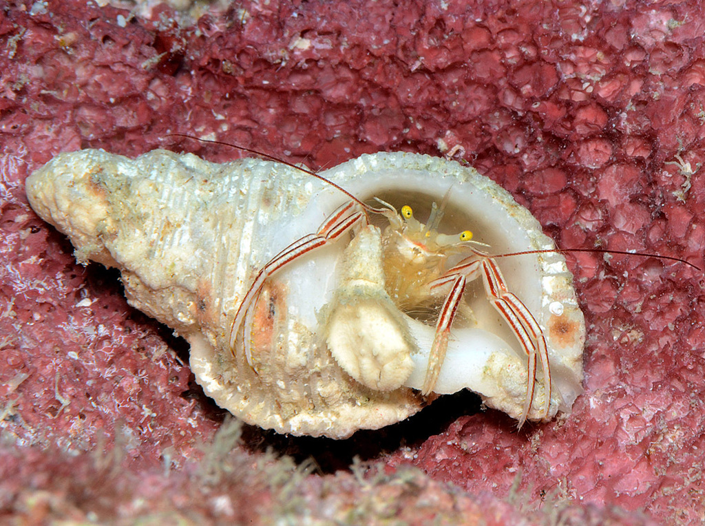 Pylopaguropsis fimbriata from Kwajalein Atoll, RMI on March 13, 2016 by ...