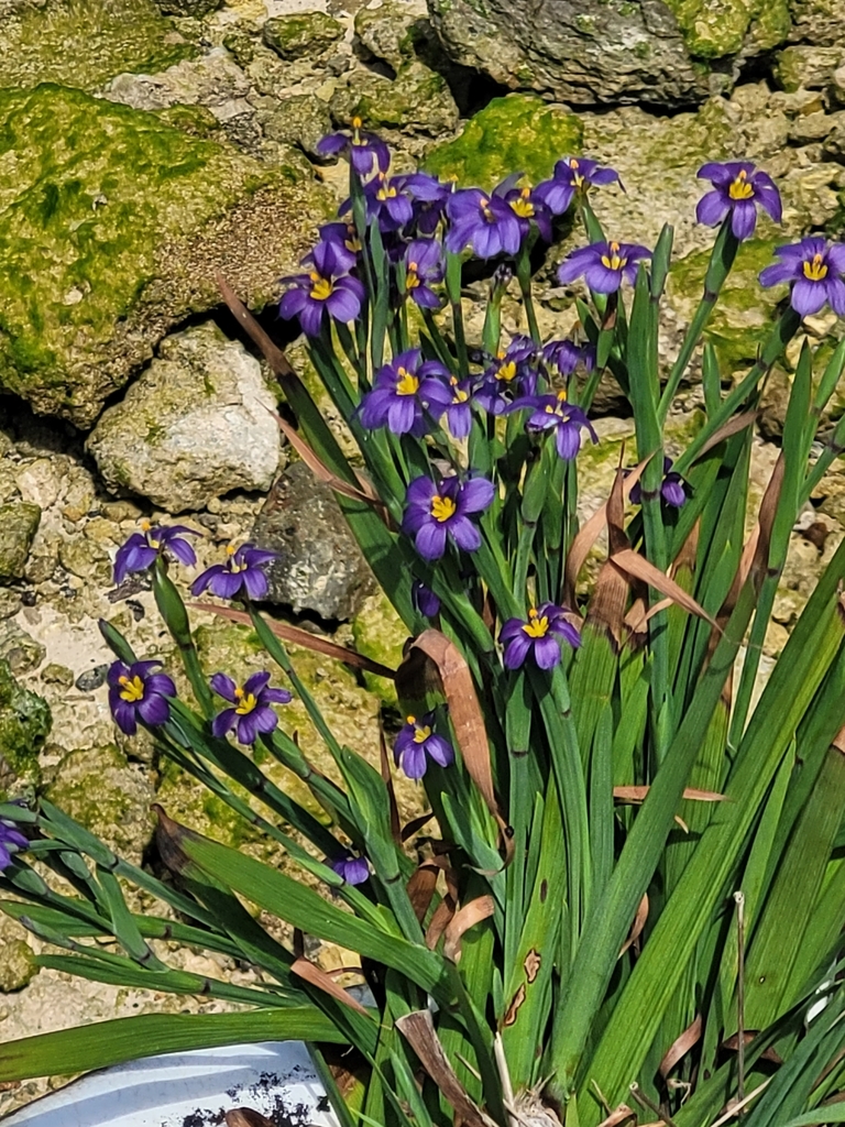 Bermudiana from St. George's Parish, Bermuda on April 05, 2023 at 02:00 ...