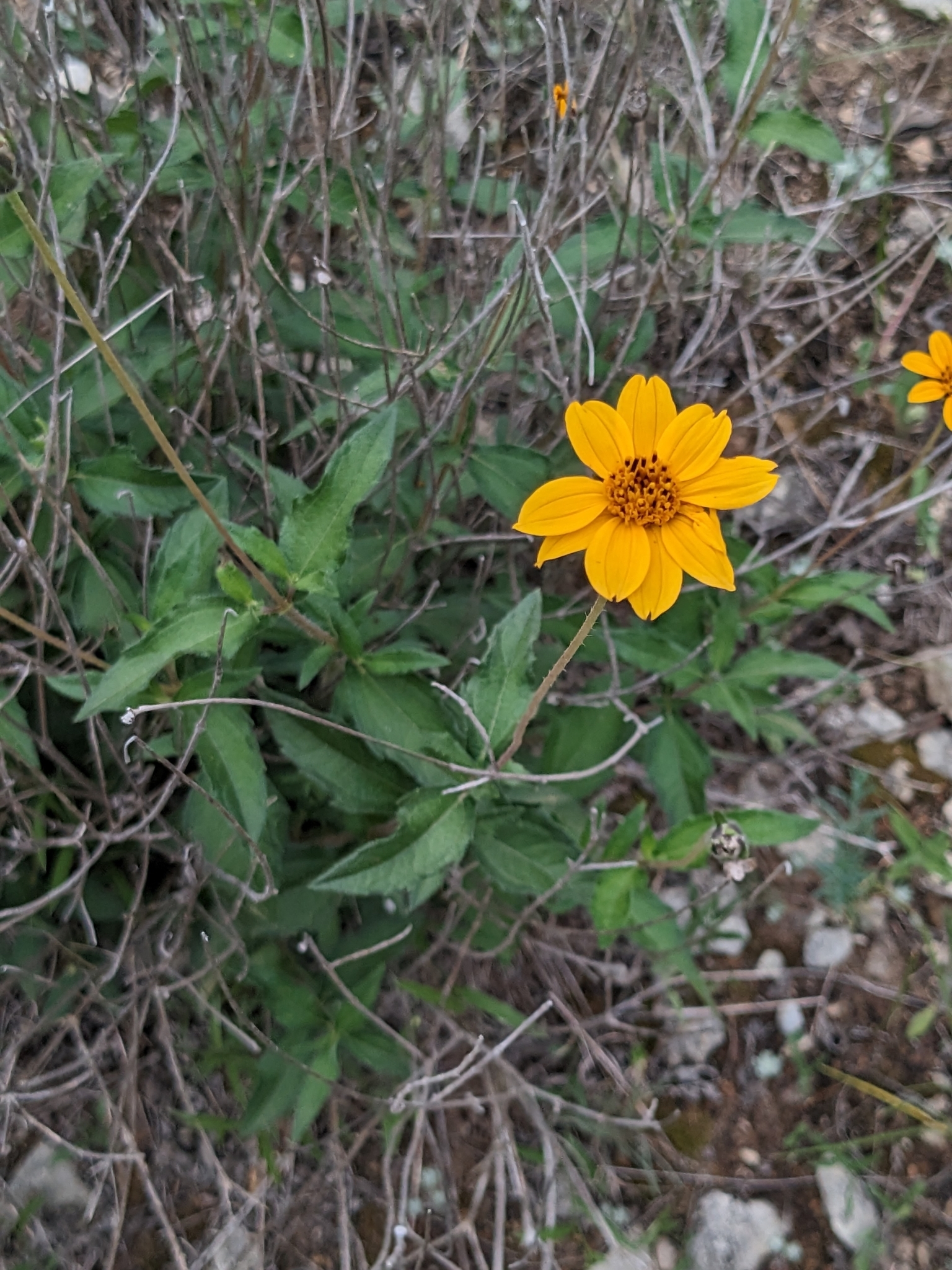 Wedelia acapulcensis var. hispida (Kunth) Strother
