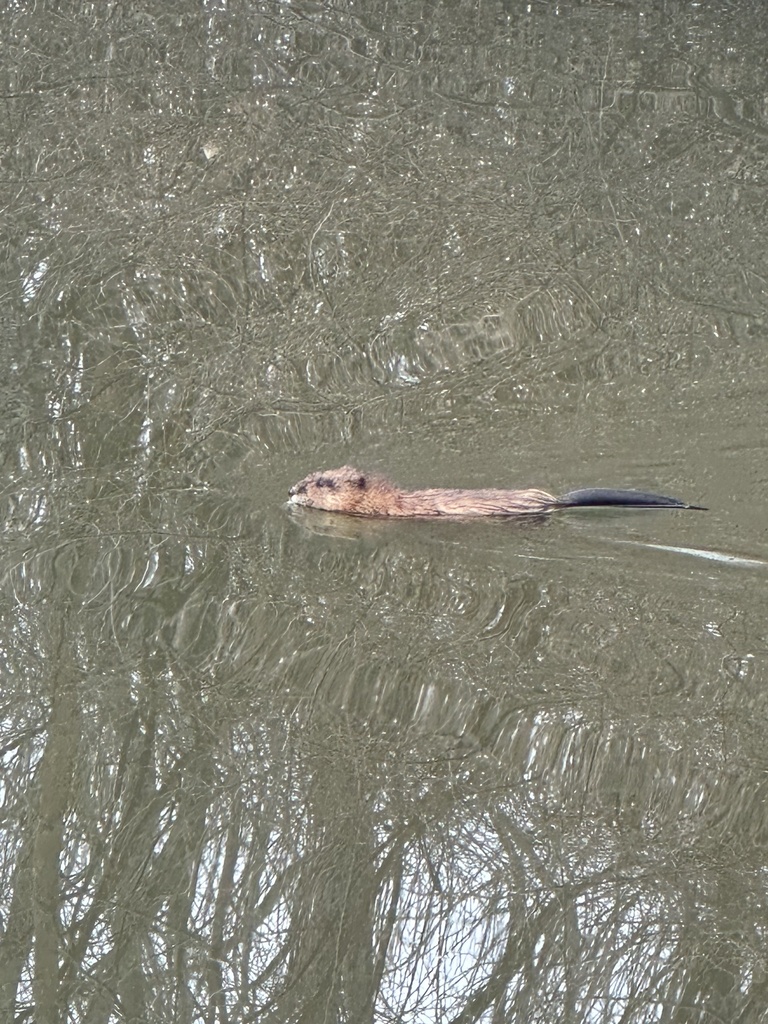 American Beaver from Brunswick Dr, Troy, MI, US on April 05, 2023 at 04 ...