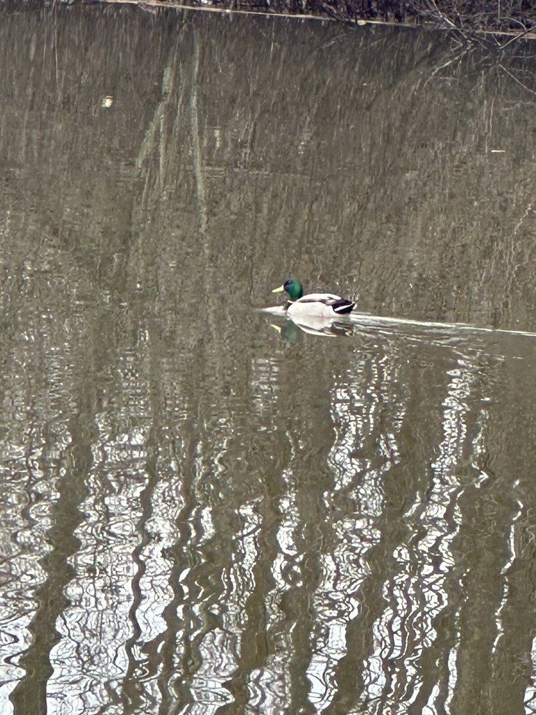 Mallard from Brunswick Dr, Troy, MI, US on April 05, 2023 at 04:21 PM ...