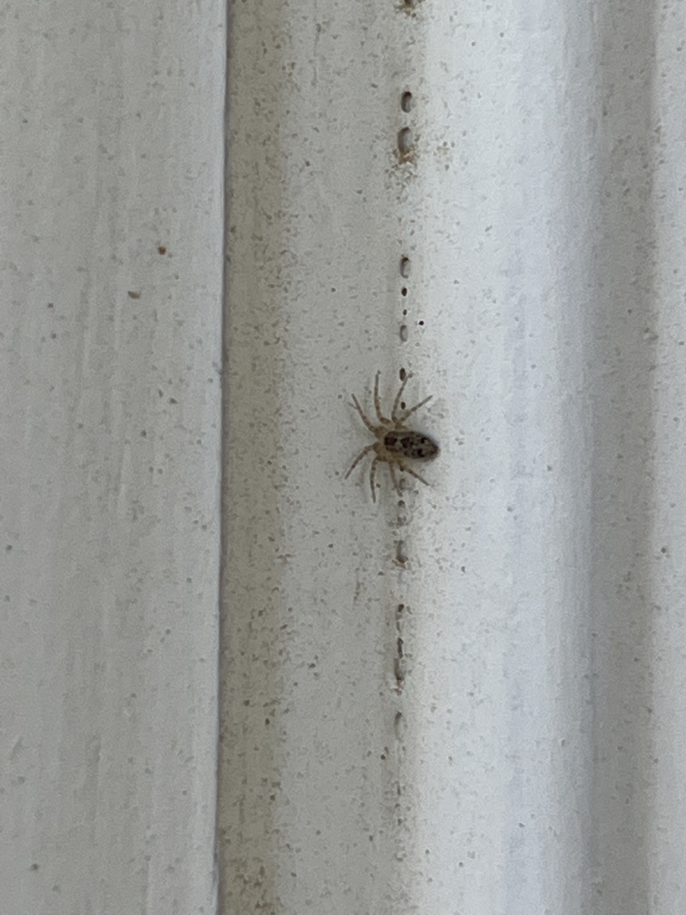 Wall Spiders from S Avenue C, Denton, TX, US on April 05, 2023 at 03:51 ...