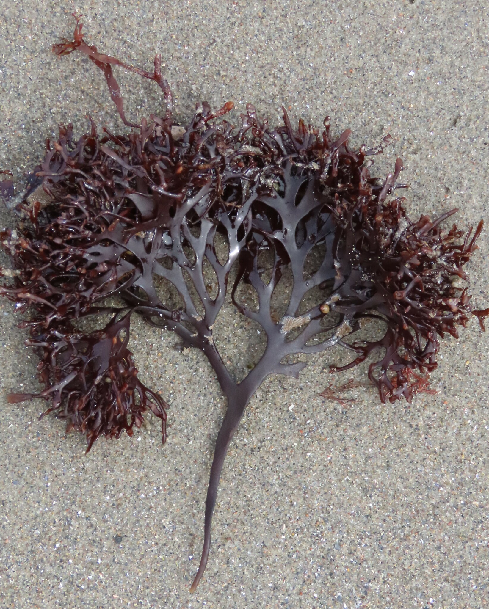 Chondrus crispus Stackhouse