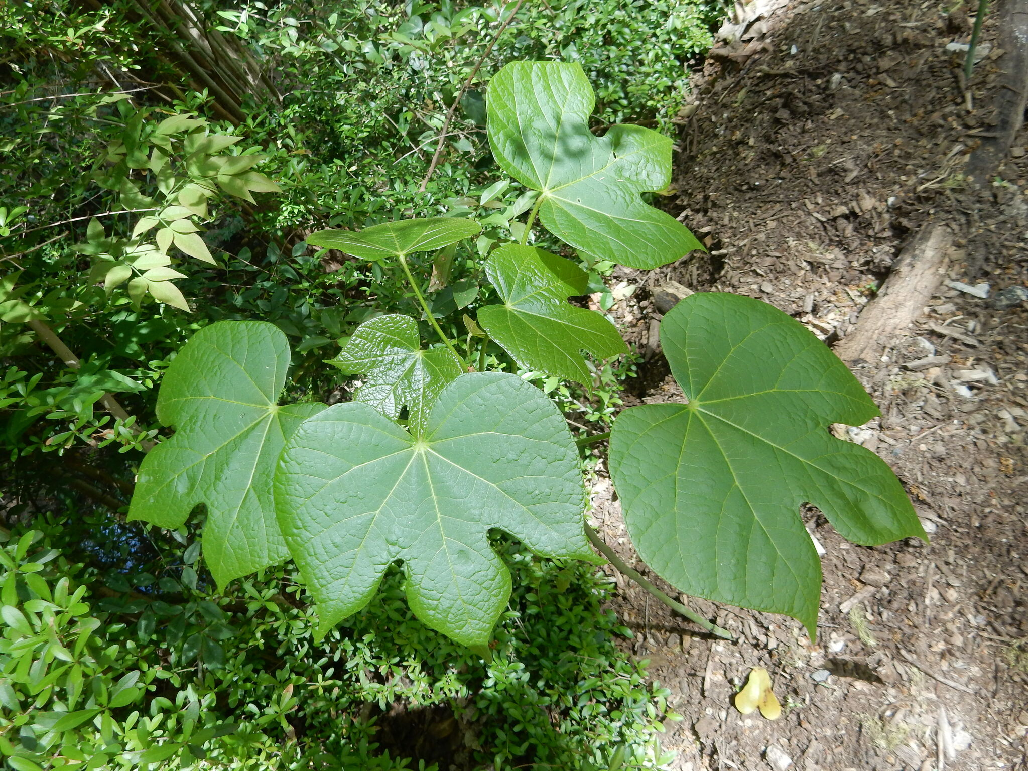 Firmiana simplex (L.) W.Wight