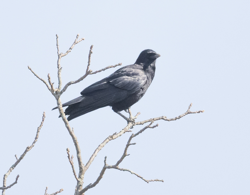 American Crow from Centre, Pennsylvania, United States on April 5, 2023 ...