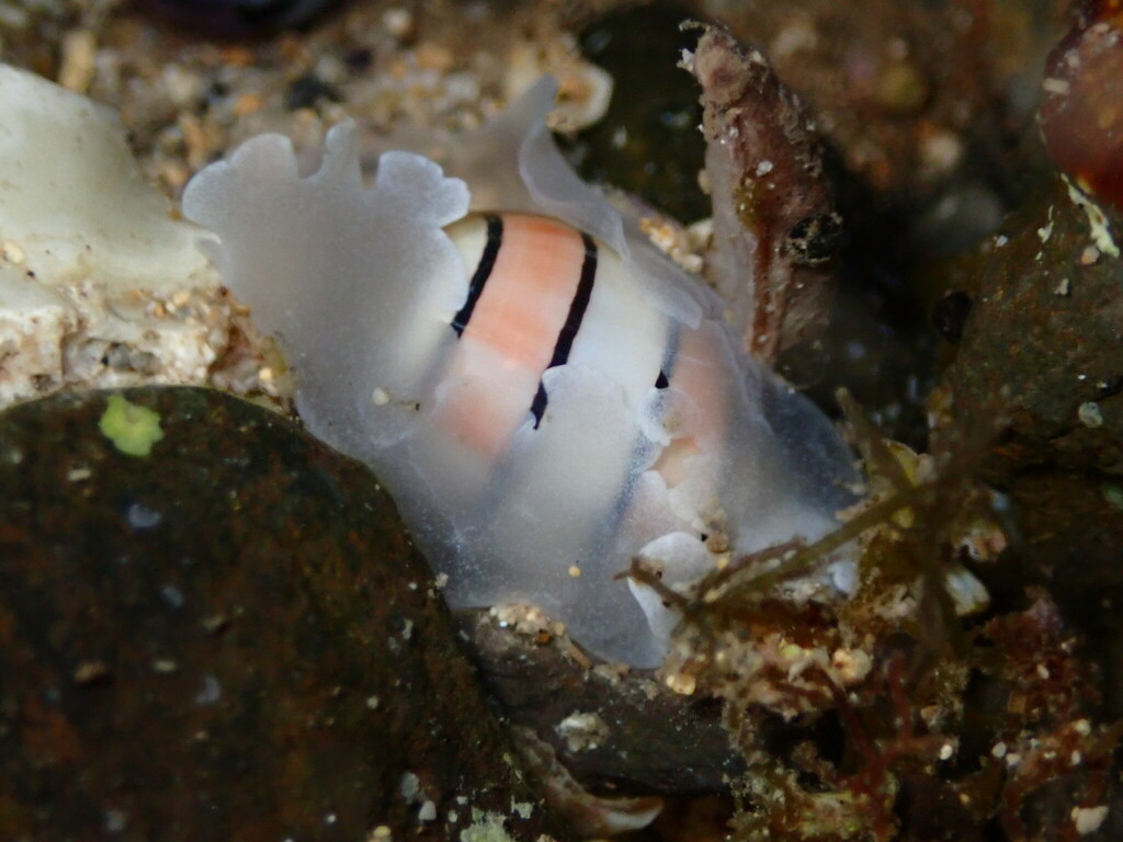 Pink Bubble Snail from Napili-Honokowai, HI, USA on April 04, 2023 at ...