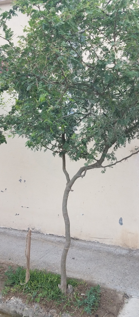Sweet acacia from Villa las Torres, Heroica Matamoros, Tamps., México ...