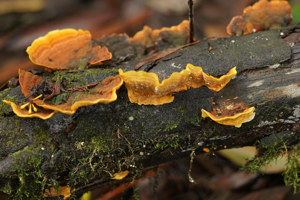 Stereum versicolor from Balook VIC 3971, Australia on April 01, 2023 at ...