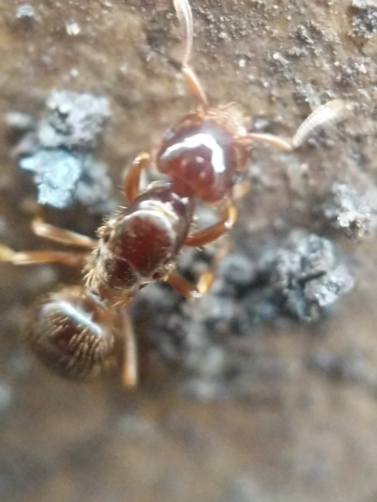 Common Citronella Ant from Lackawanna County, US-PA, US on April 05 ...