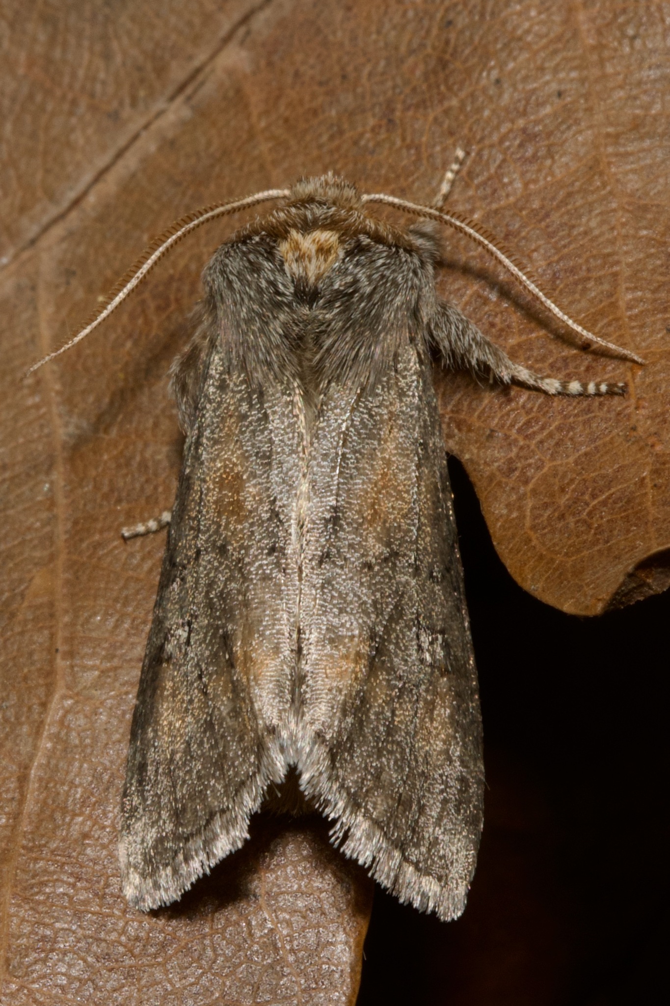 Polyploca Hübner, 1821