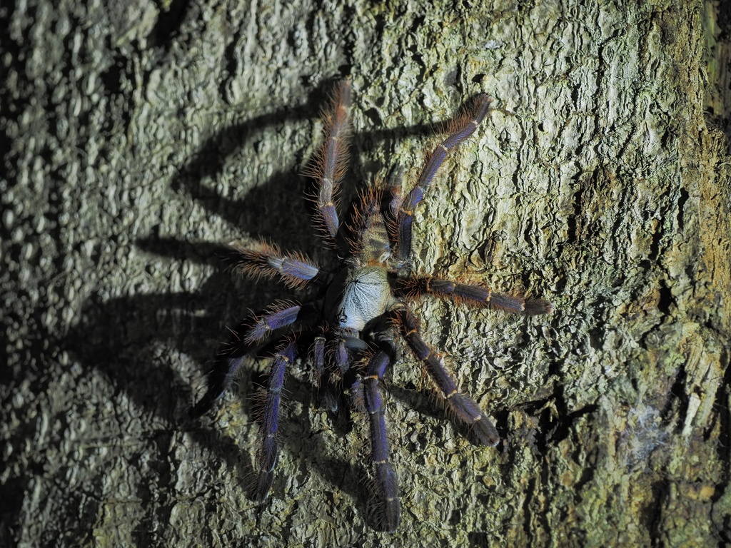 Phormingochilus from Lahad Datu, MY-SA, MY on March 6, 2023 at 08:42 PM ...