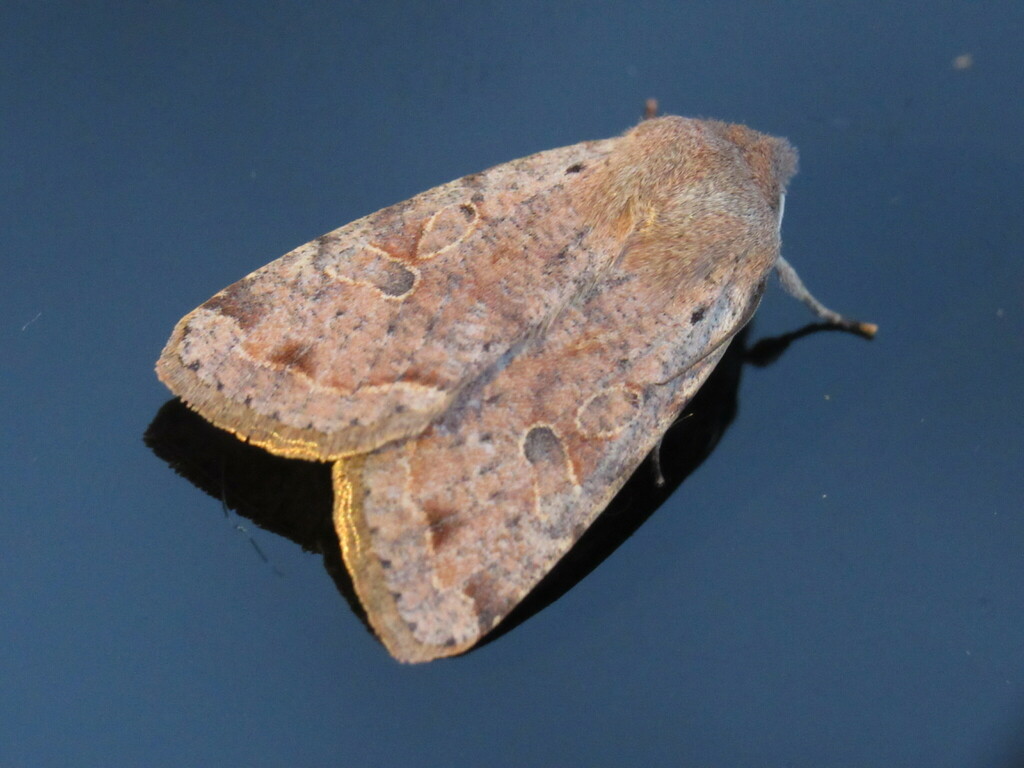 Speckled Green Fruitworm Moth from Bellbrook, Greene County, OH, USA on ...