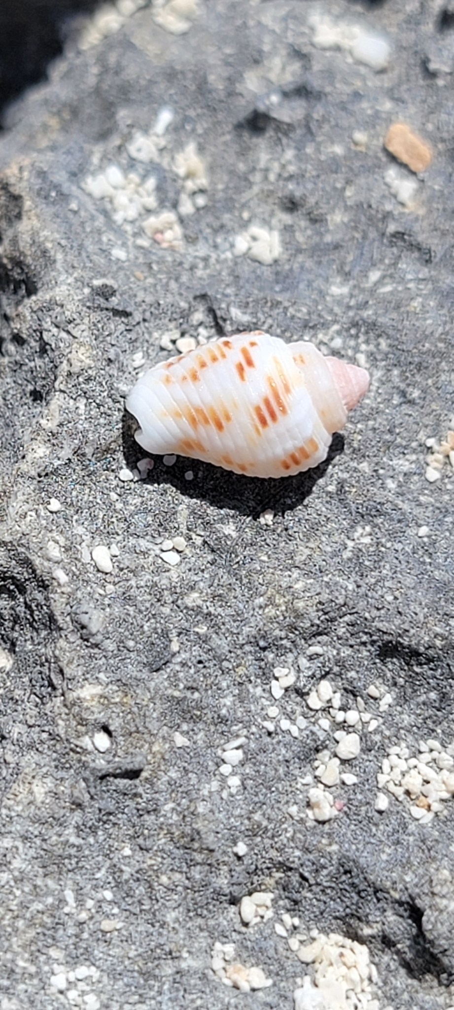 Columbella mercatoria (Linnaeus, 1758)