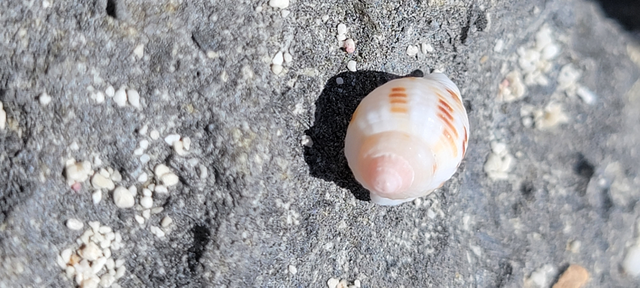 Columbella mercatoria (Linnaeus, 1758)