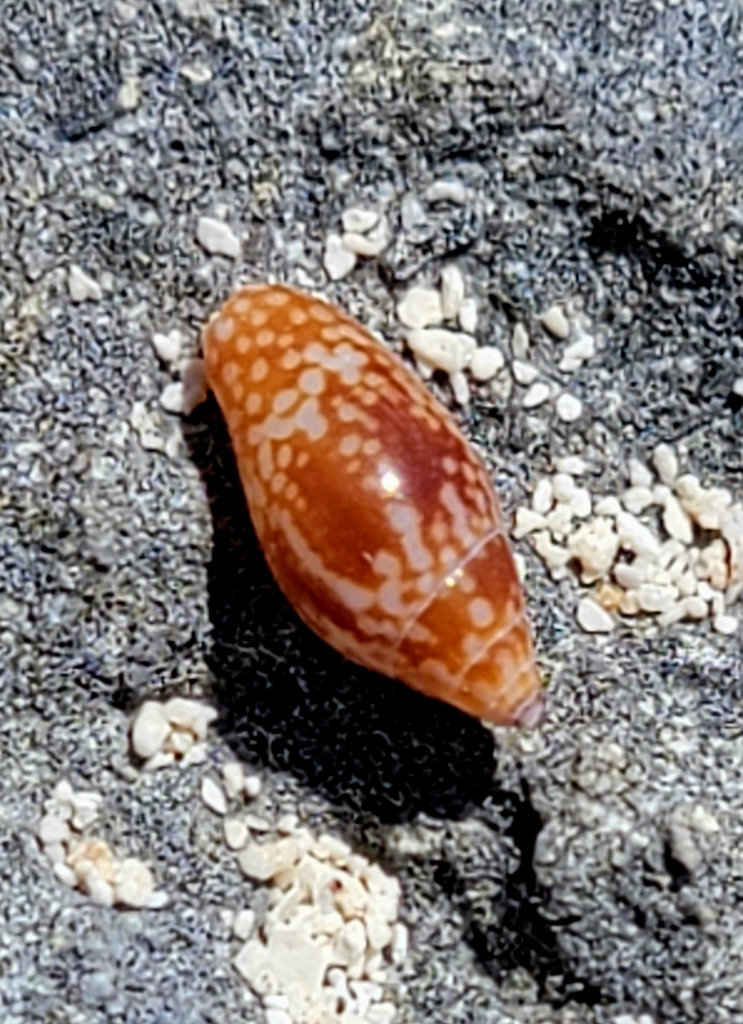 Glossy Dovesnail from HVJM+HW, 77730 Playa del Carmen, Quintana Roo ...