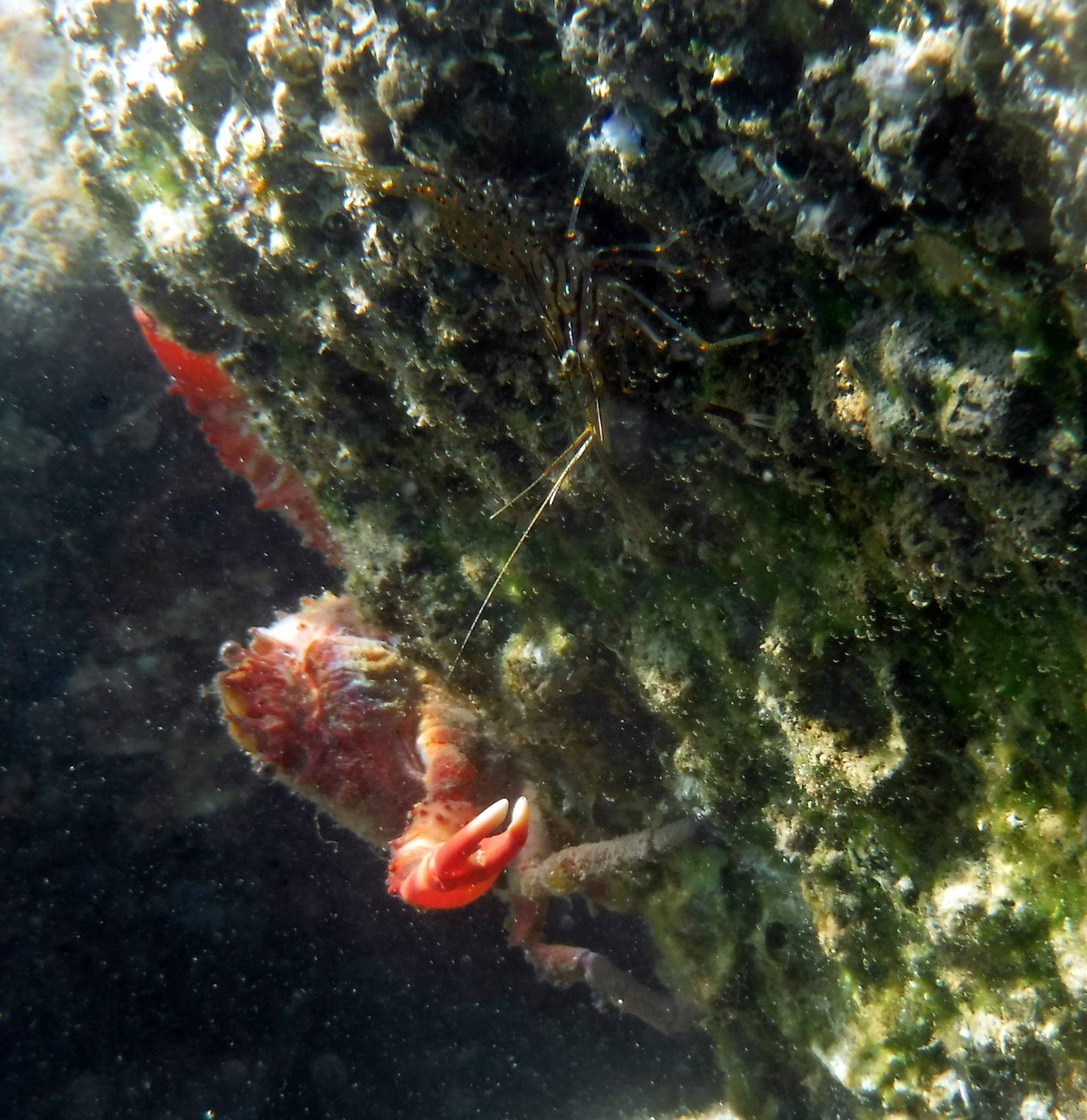 Schizophrys White, 1848