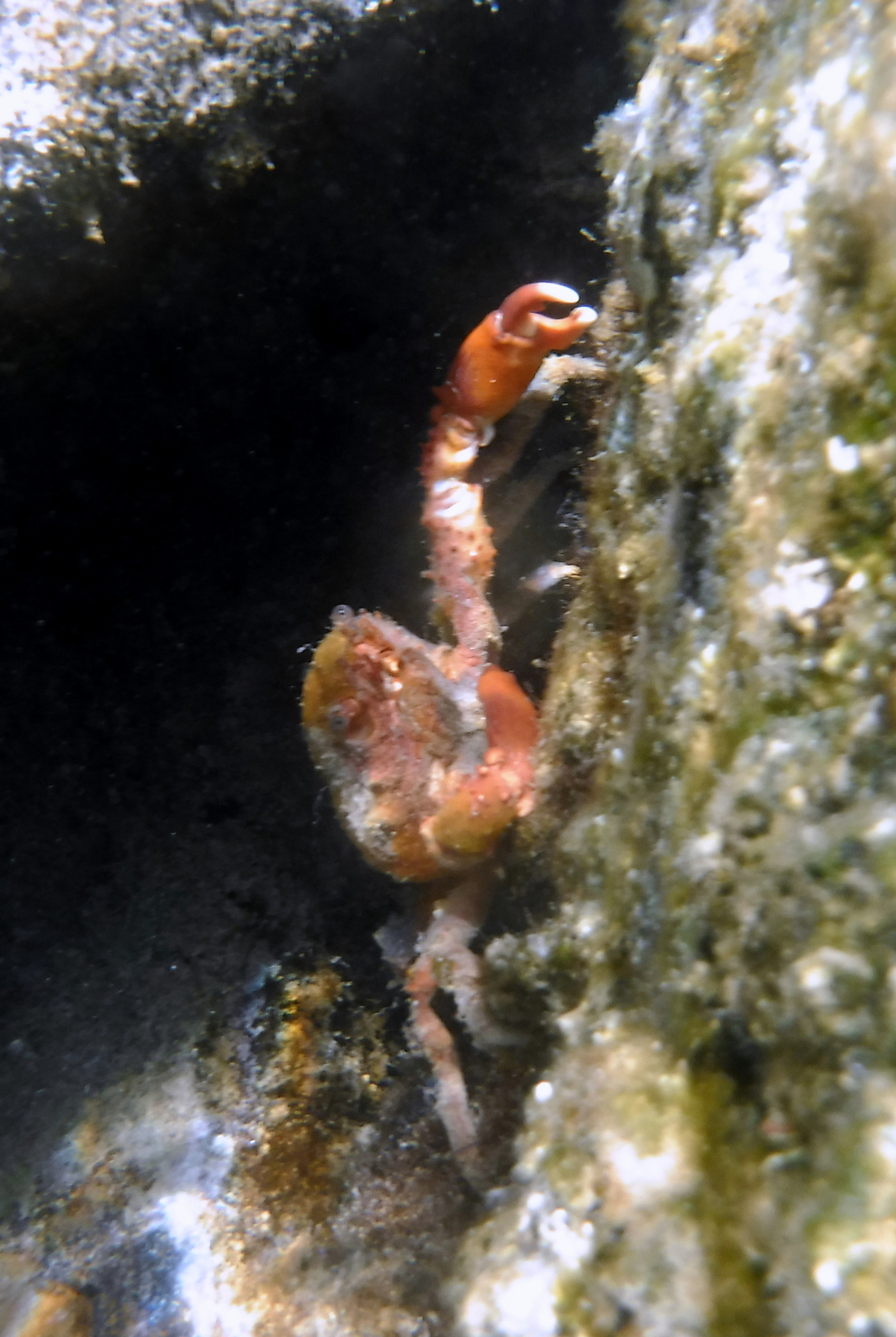 Schizophrys White, 1848