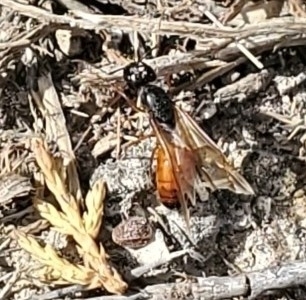 Camponotus sansabeanus from Junction, TX 76849, USA on April 05, 2023 ...