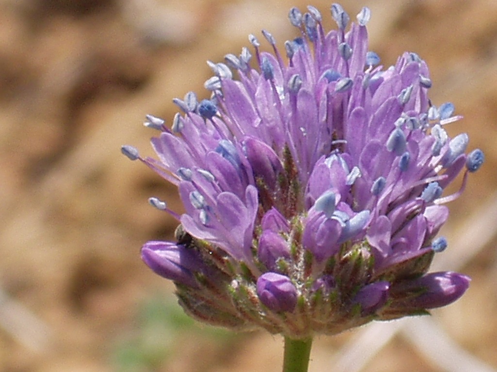 Blue Field Gilia from Contra Costa County, CA, USA on May 3, 2014 at 12 ...