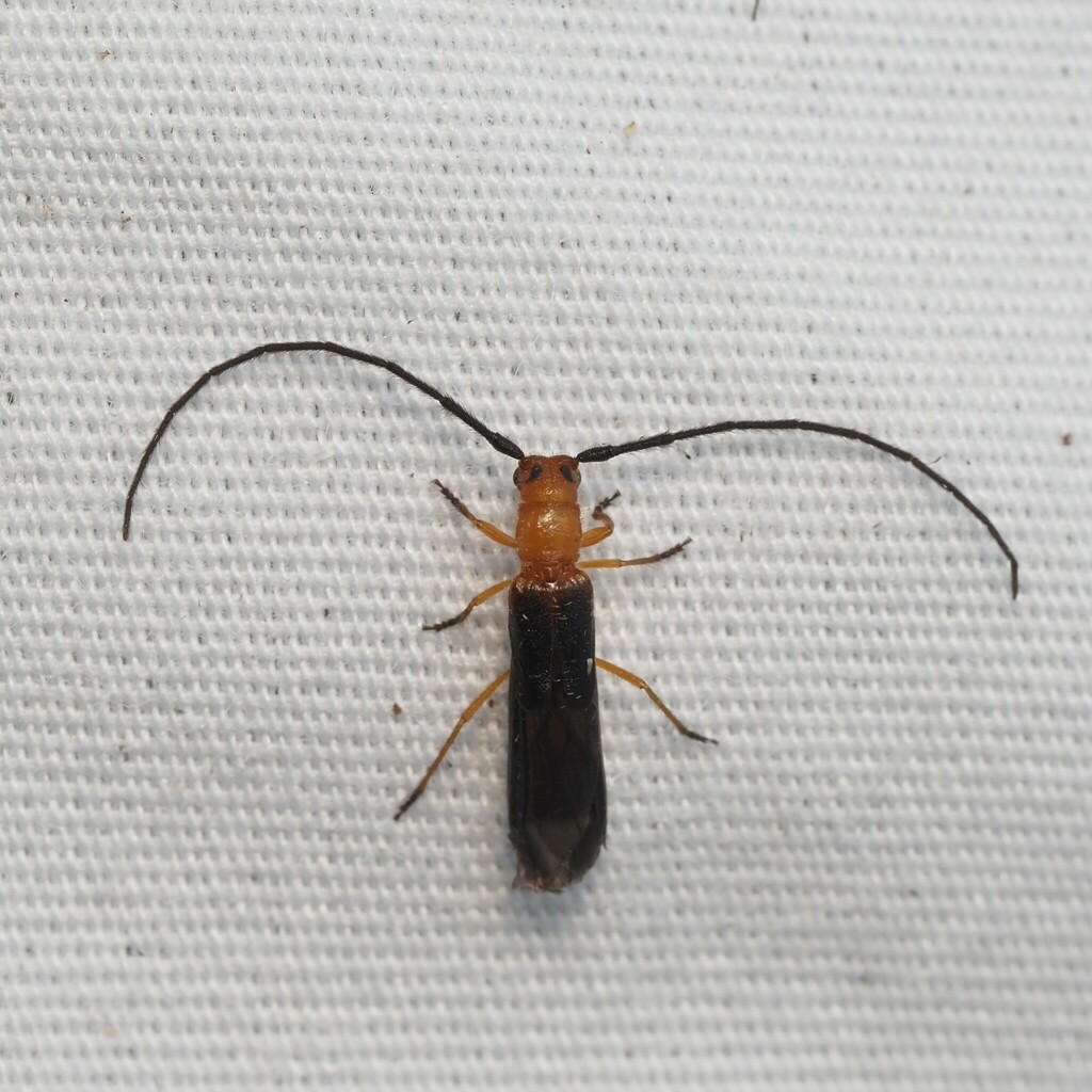 Methia bicolor from Erath County, TX, USA on April 04, 2023 at 09:51 PM ...