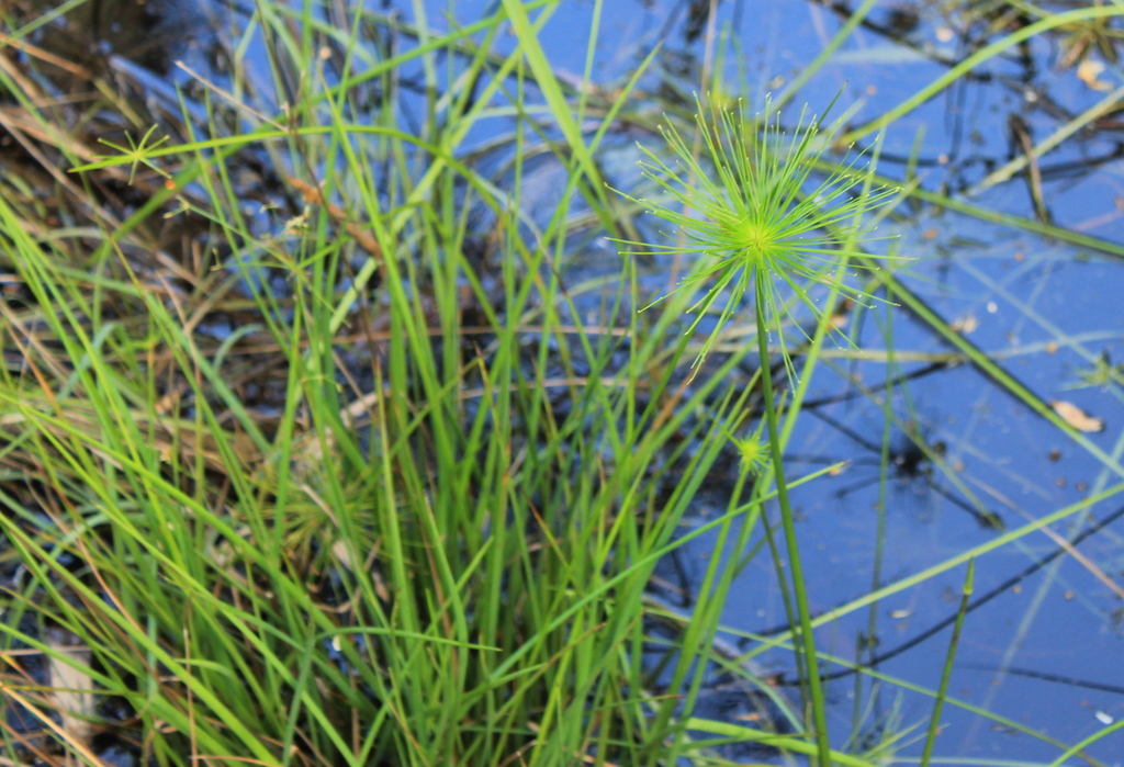 Dwarf Papyrus from Sunshine Coast QLD, Australia on June 12, 2022 at 12 ...
