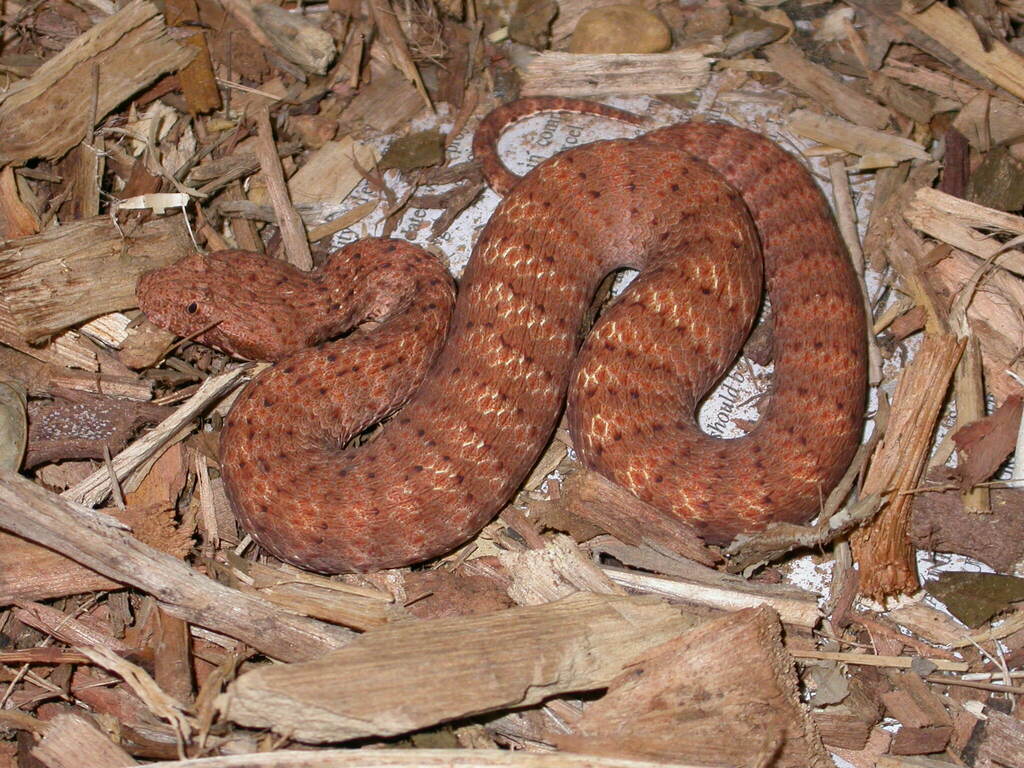 Pilbara Death Adder from Karratha WA 6714, Australia on January 14 ...
