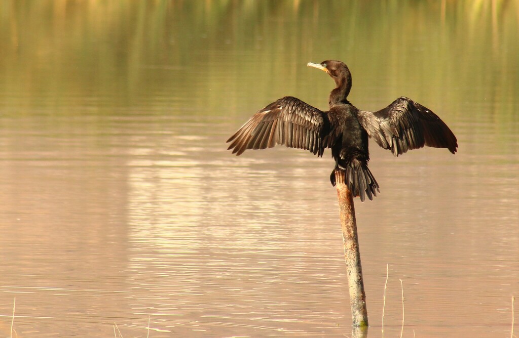 Neotropic Cormorant from Villa Corona, Jal., México on April 05, 2023 ...