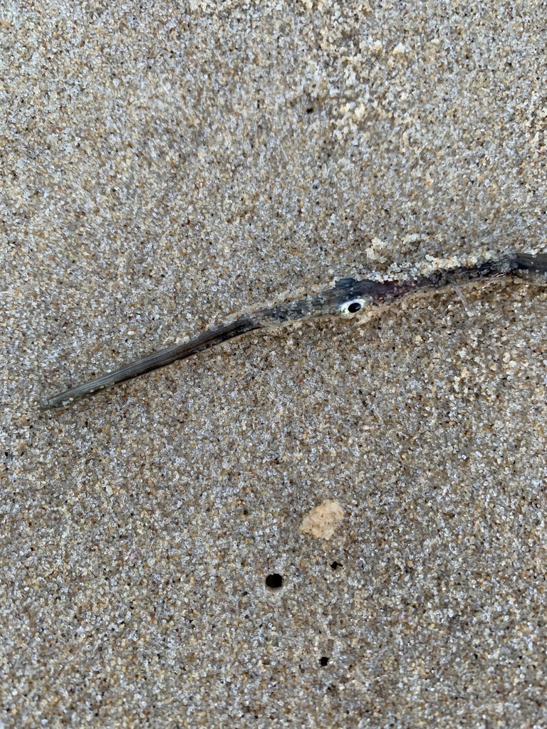 Bluespotted Cornetfish from Bongil Bongil National Park, Bundagen, NSW ...
