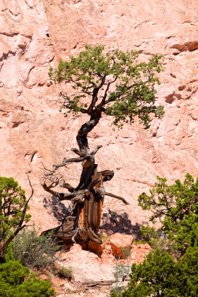 Great Basin bristlecone pine from West Colorado Springs, Colorado ...