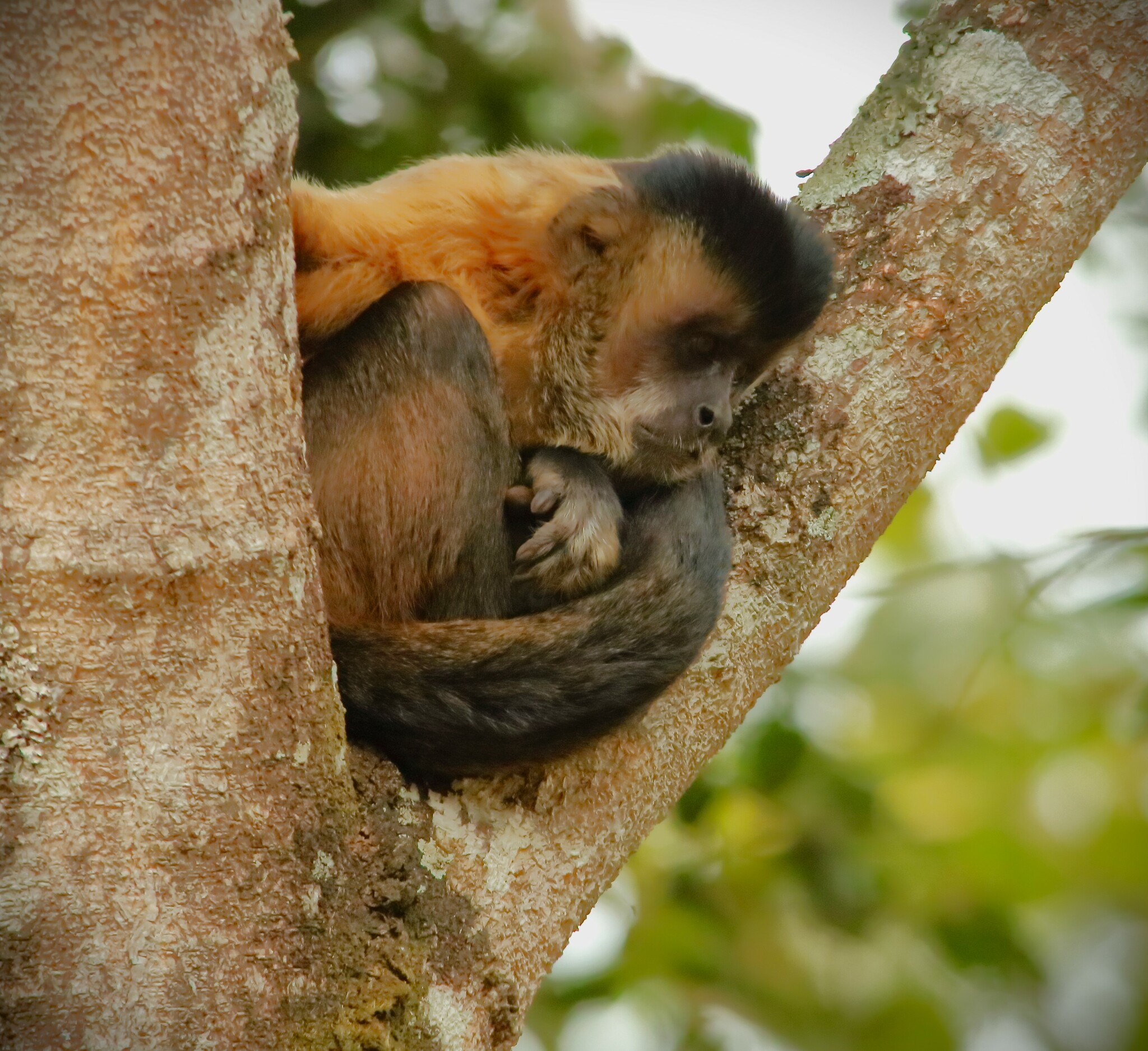 Sapajus libidinosus (Spix, 1823)