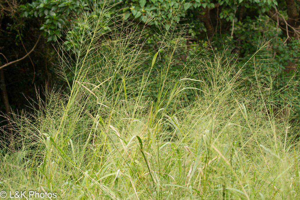 Guinea Grass from Kuranda QLD 4881, Australia on May 10, 2019 at 11:21 ...
