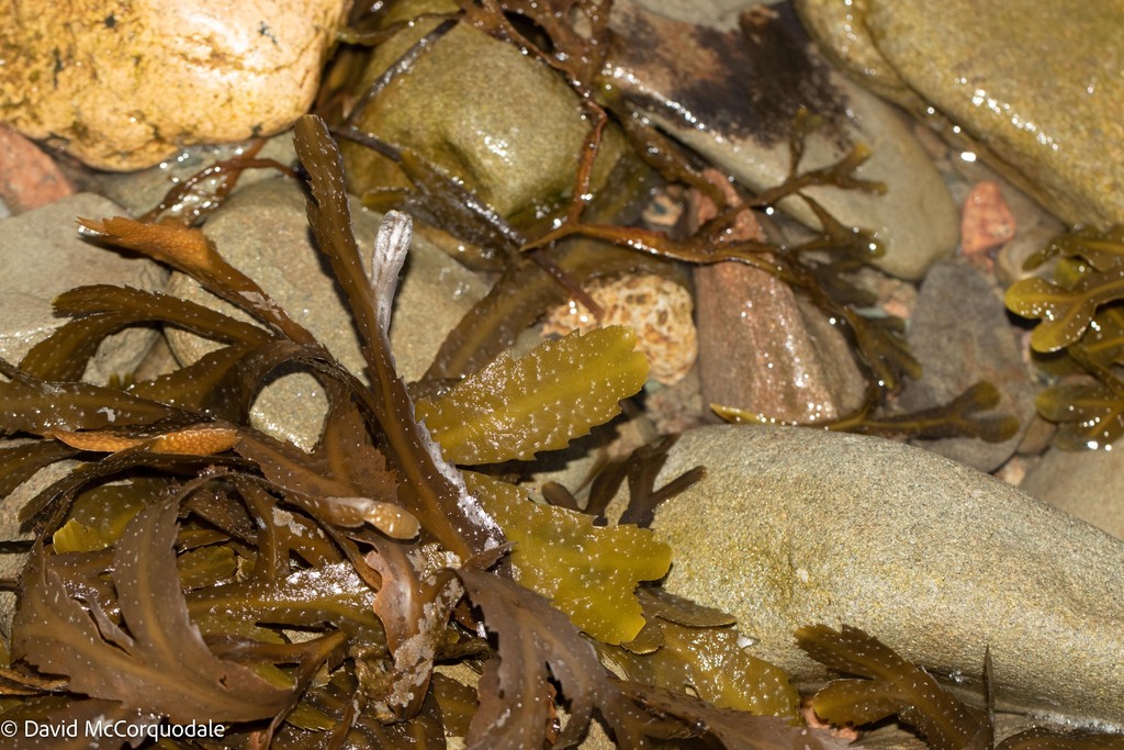 Saw Wrack from Georges River, NS, Canada on April 5, 2023 at 07:11 PM ...