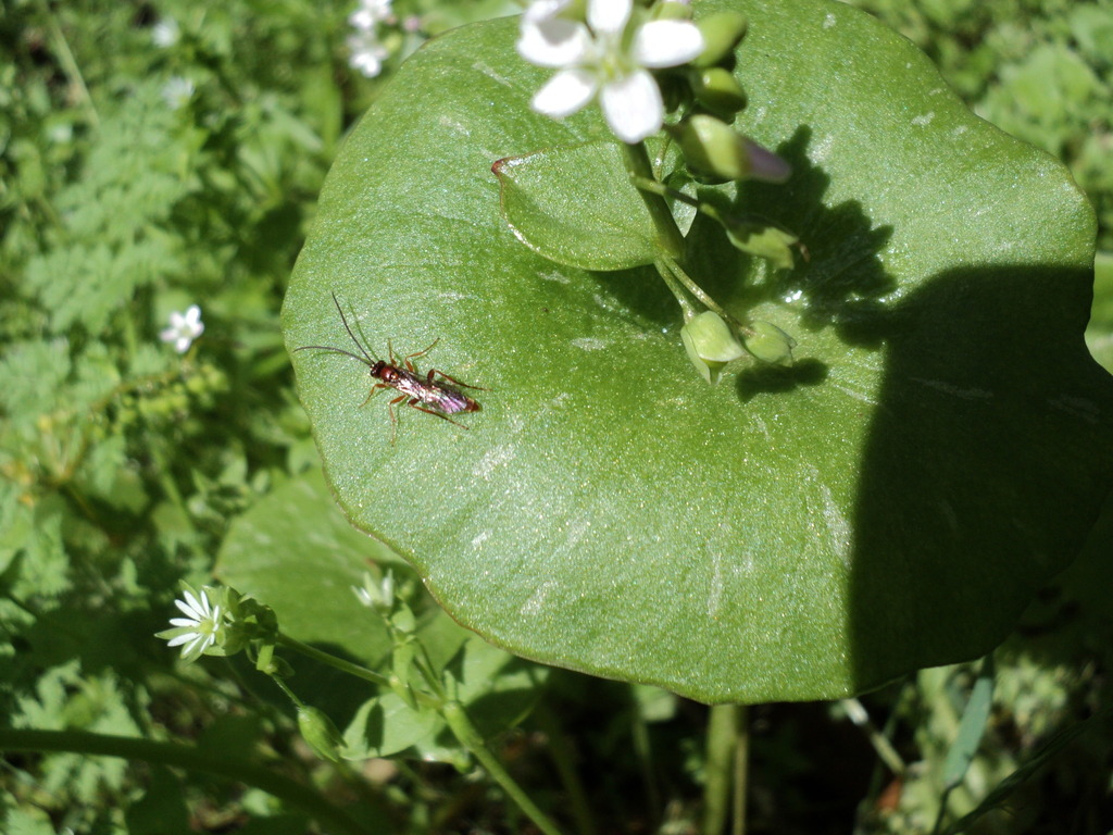 Ichneumonid Wasps from Fort Ord, California on March 27, 2011 by ...