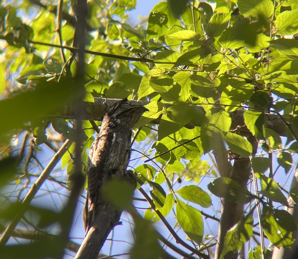 Common Potoo from Isla Boca Brava, Chiriqui, PA on April 05, 2023 at 03 ...