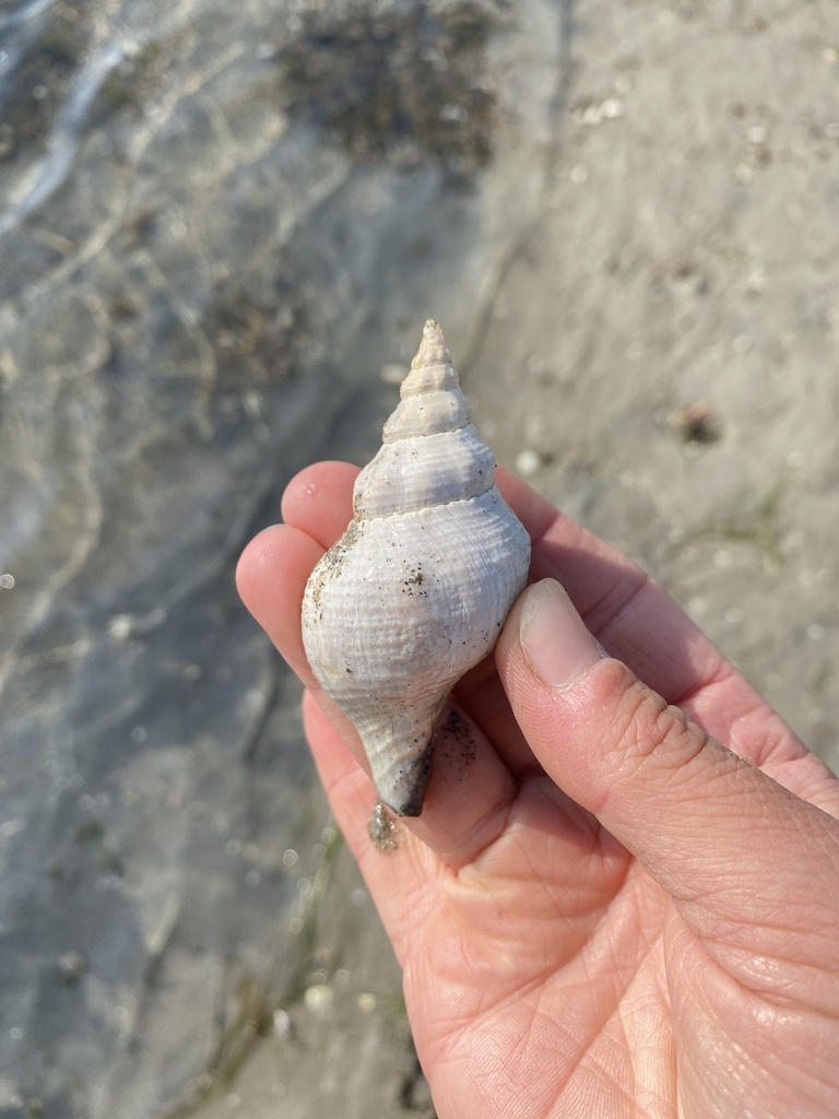 Australian Horse Conch from Port Phillip, Sorrento, VIC, AU on April 06 ...