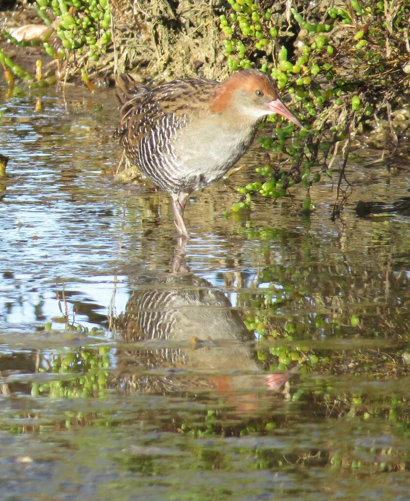 Lewin's Rail from Kellidie Bay SA 5607, Australia on April 03, 2023 at ...