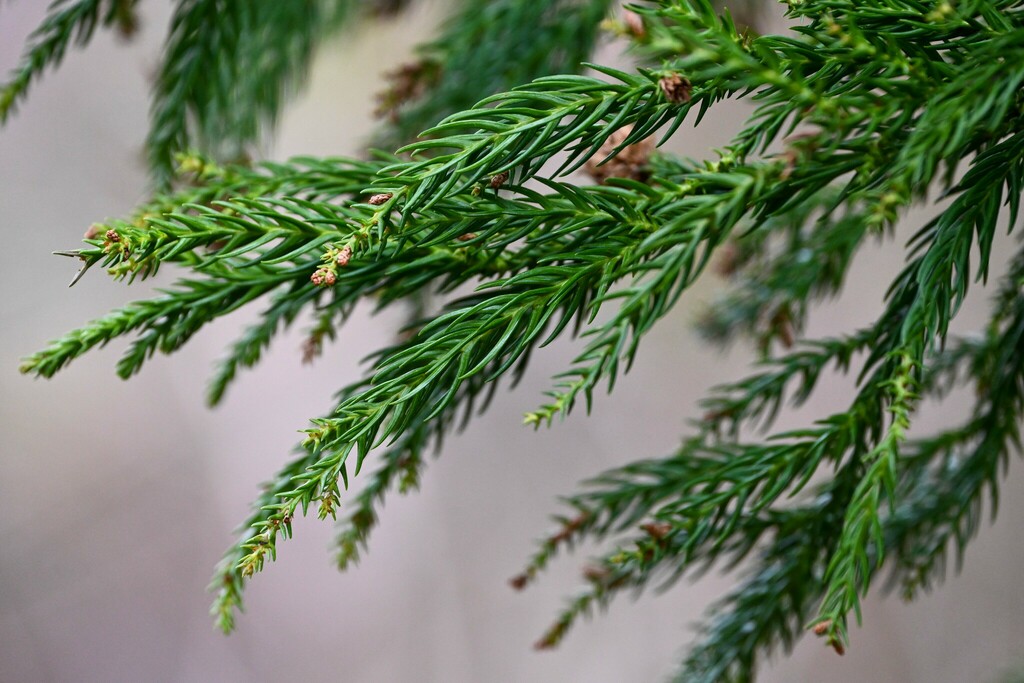 sugi from Greater Vancouver, British Columbia, Canada on April 05, 2023 ...