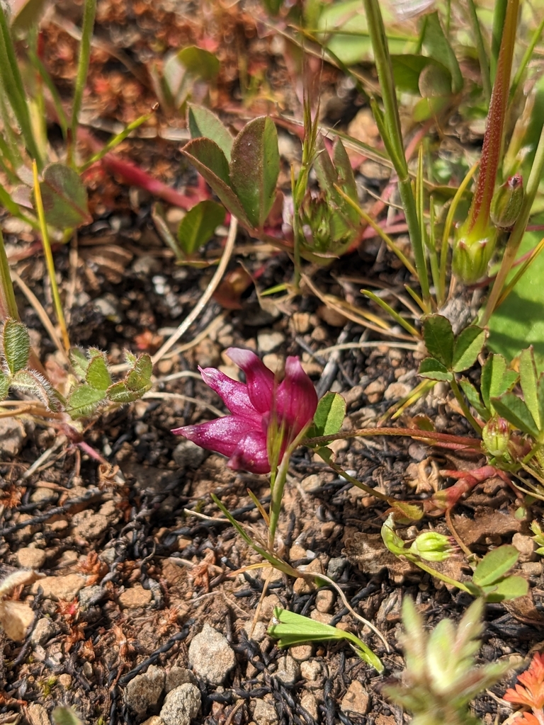 cowbag clover from Kenwood, CA 95409, USA on April 05, 2023 at 01:12 PM ...