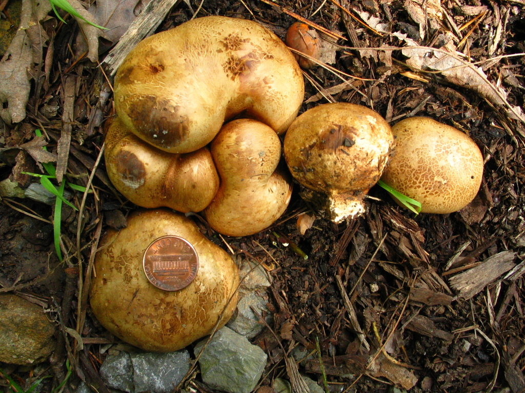 Bearded Truffle from Union County, PA, USA on September 21, 2006 at 12: ...