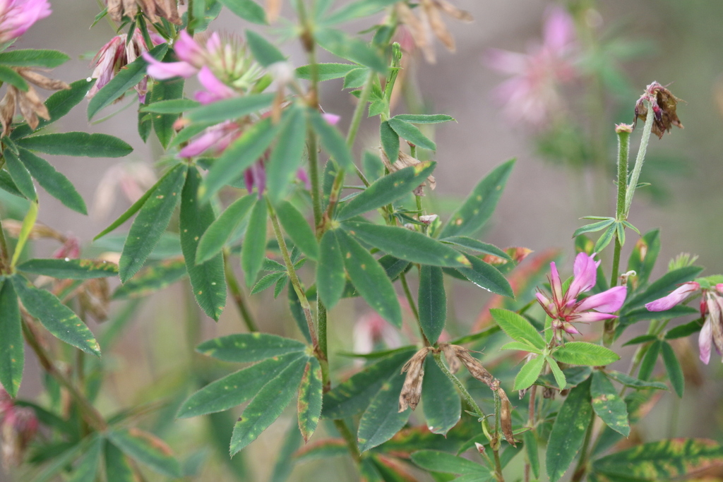 lupine clover from 中国黑龙江省鸡西市虎林市 on August 05, 2022 at 10:15 AM by ...