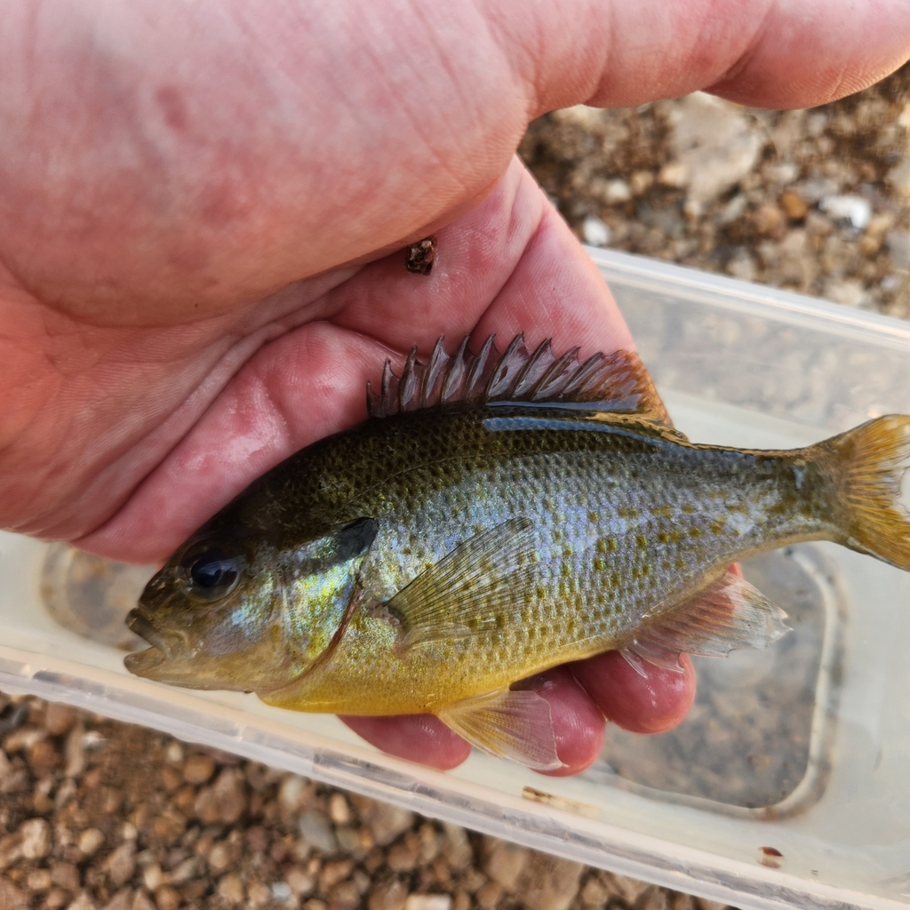 Redbreast Sunfish in April 2023 by bapplesauce · iNaturalist