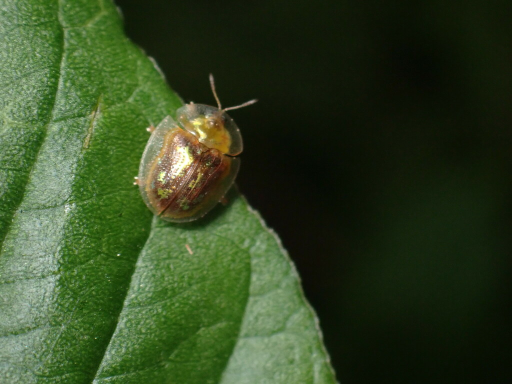 Cassida obtusata from Kwu Tung, Hong Kong on April 4, 2023 at 02:04 PM ...