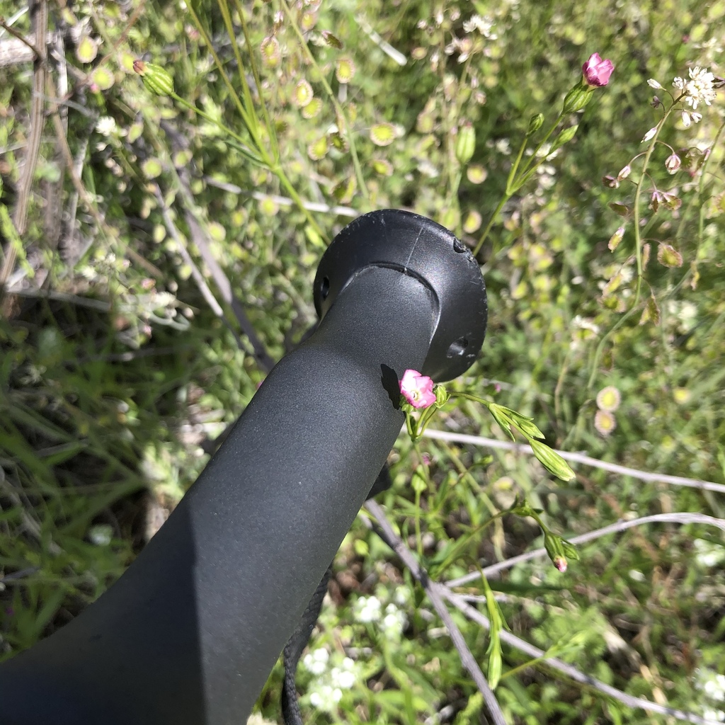 sleepy catchfly from Saguaro National Park, Tucson, AZ, US on March 23 ...