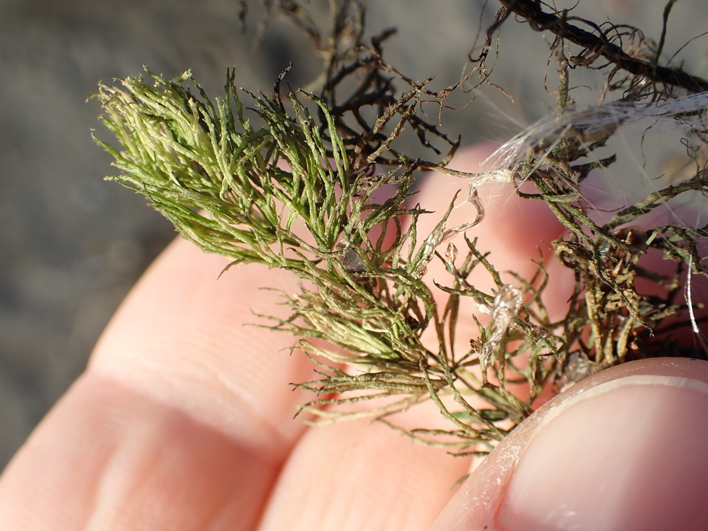 coontail from South Wairarapa, Wellington, New Zealand on April 02 ...