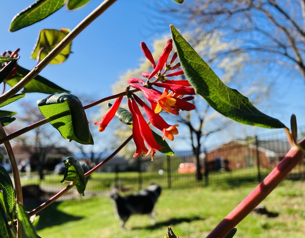 coral honeysuckle from Vinton, VA 24179, USA on April 02, 2023 at 05:02 ...