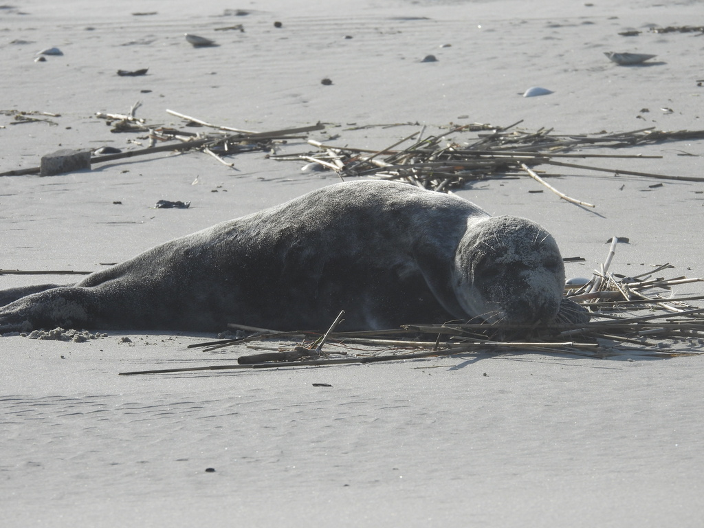 Harbor Seal from Shell Pile, Wildwood, NJ, US on April 5, 2023 at 04:10 ...