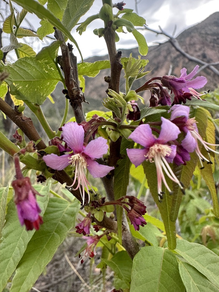 Mexican buckeye from Big Bend National Park, Alpine, TX, US on April 5 ...