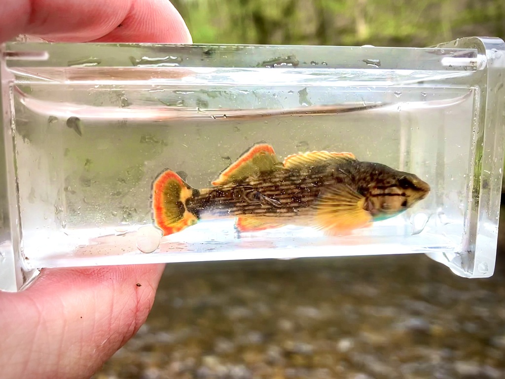 Redline Darter from Fred Hughes Rd, Leoma, TN, US on April 04, 2023 at ...