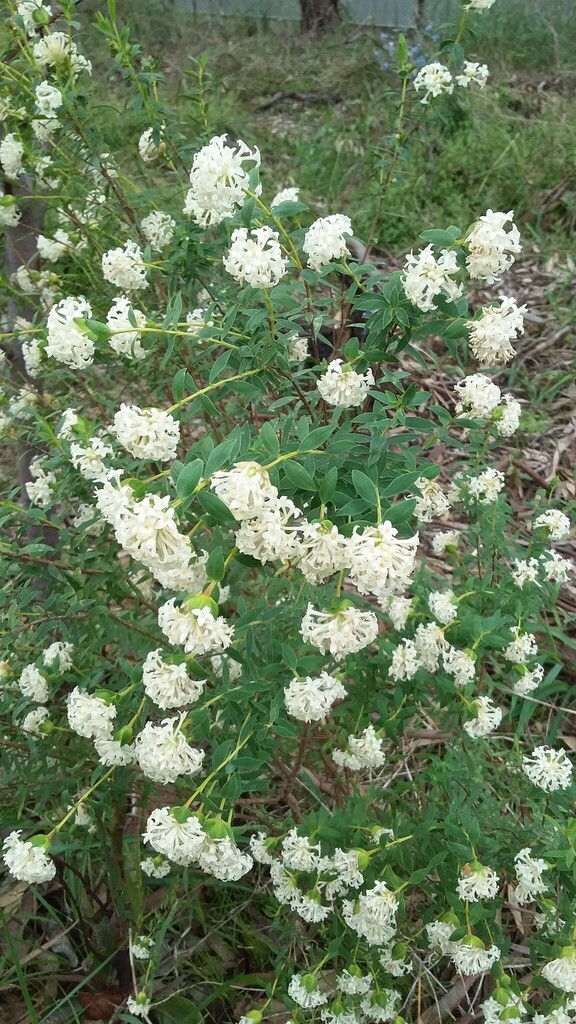 Pimelea stricta - The Missing Library